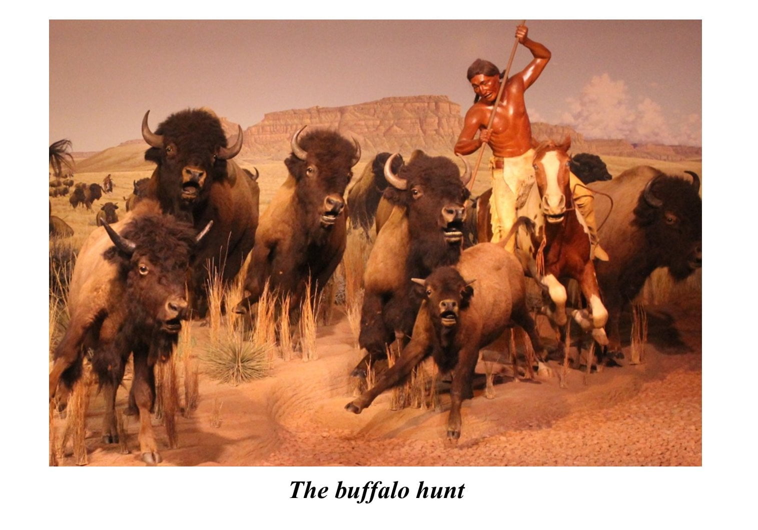 Was the buffalo the Native American Indians supermarket? - The History ...